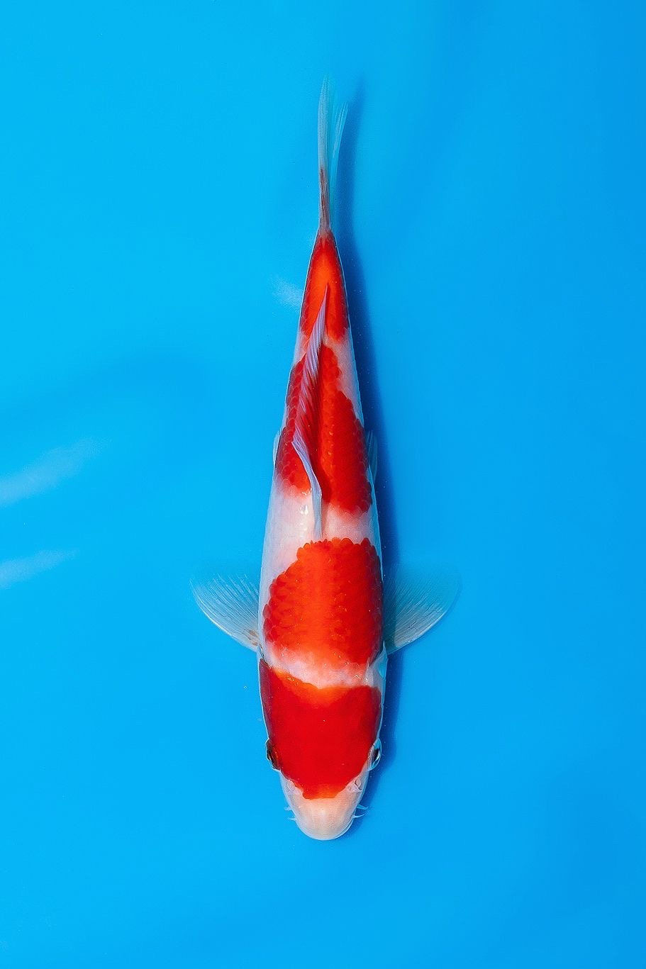 Sakai Kohaku Tosai 19 Cm Unknown - PL-KOI
