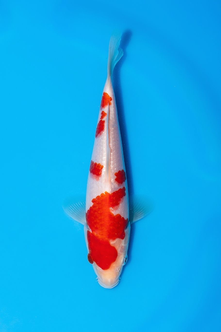 Sakai Kohaku Tosai 19 Cm Unknown - PL-KOI