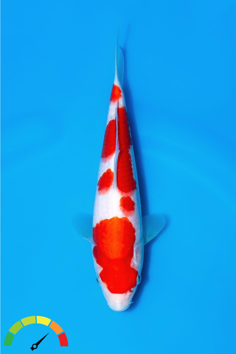 Sakai Kohaku Tosai 21 Cm Female - PL-KOI