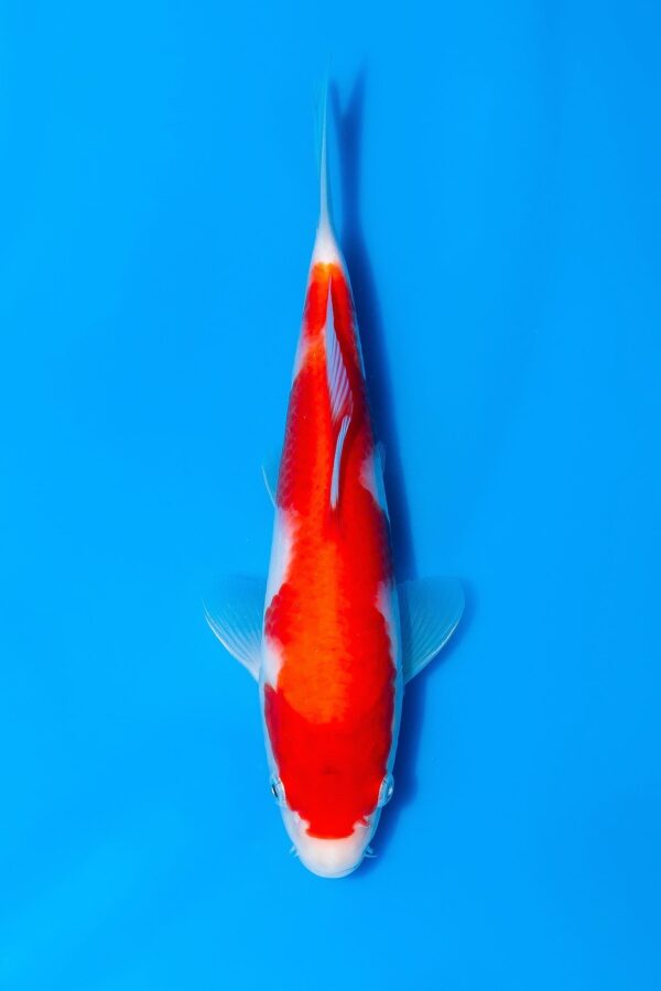 Sakai Kohaku Tosai 23 Cm Unknown - PL-KOI