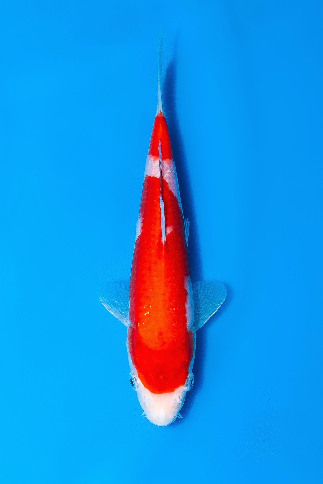 Sakai Kohaku Tosai 23 Cm Unknown - PL-KOI