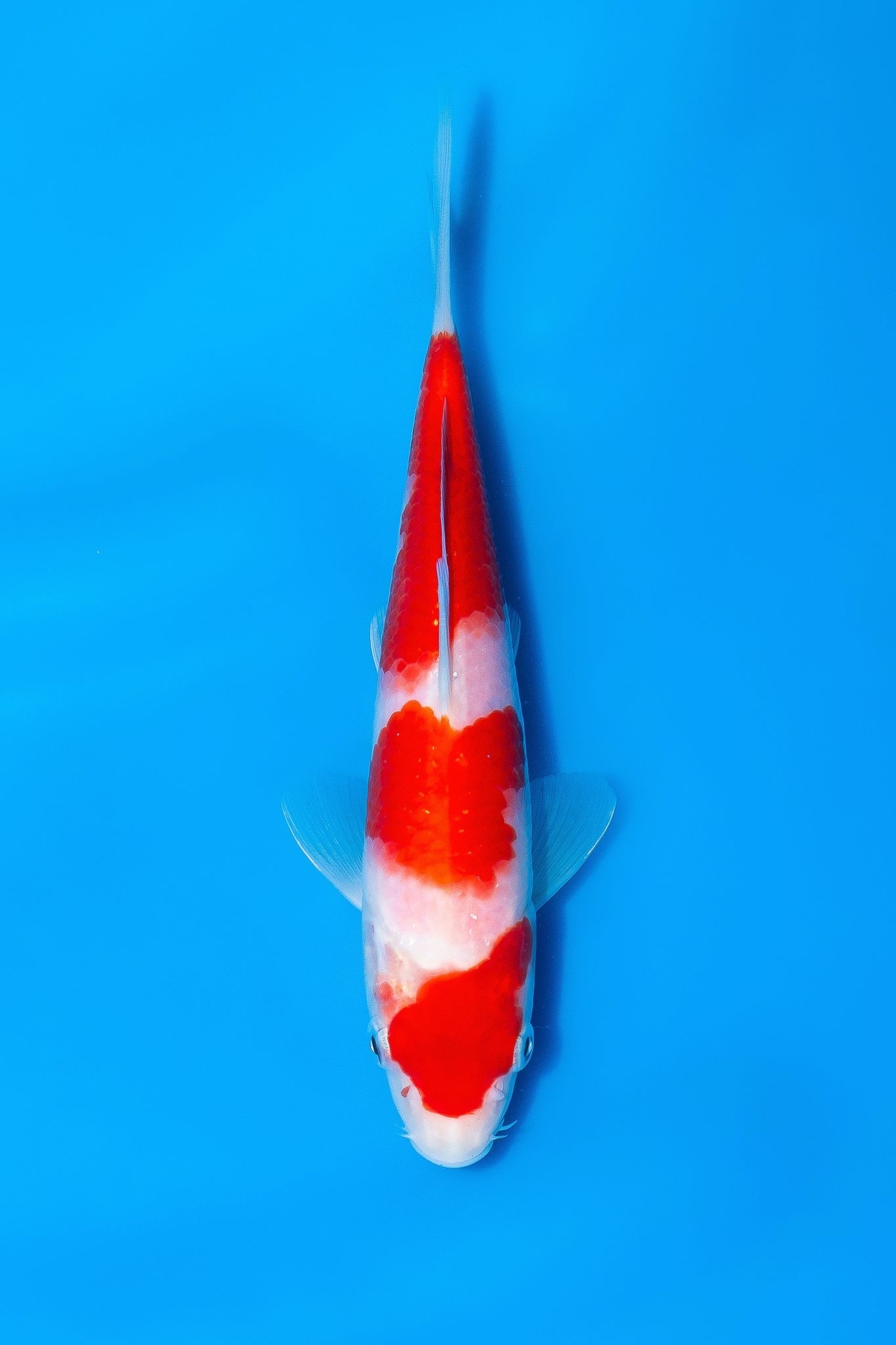 Sakai Kohaku Tosai 20 Cm Unknown - PL-KOI