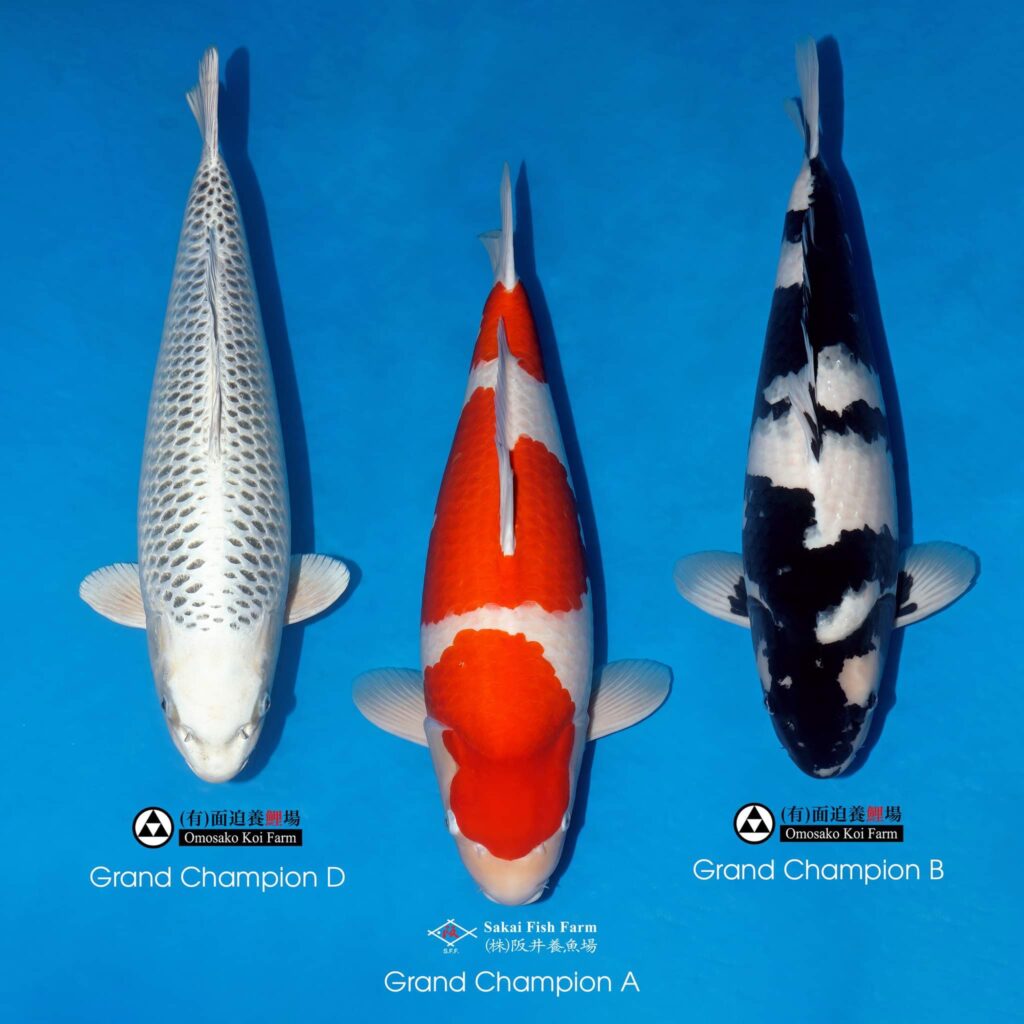 Home - PL-KOI