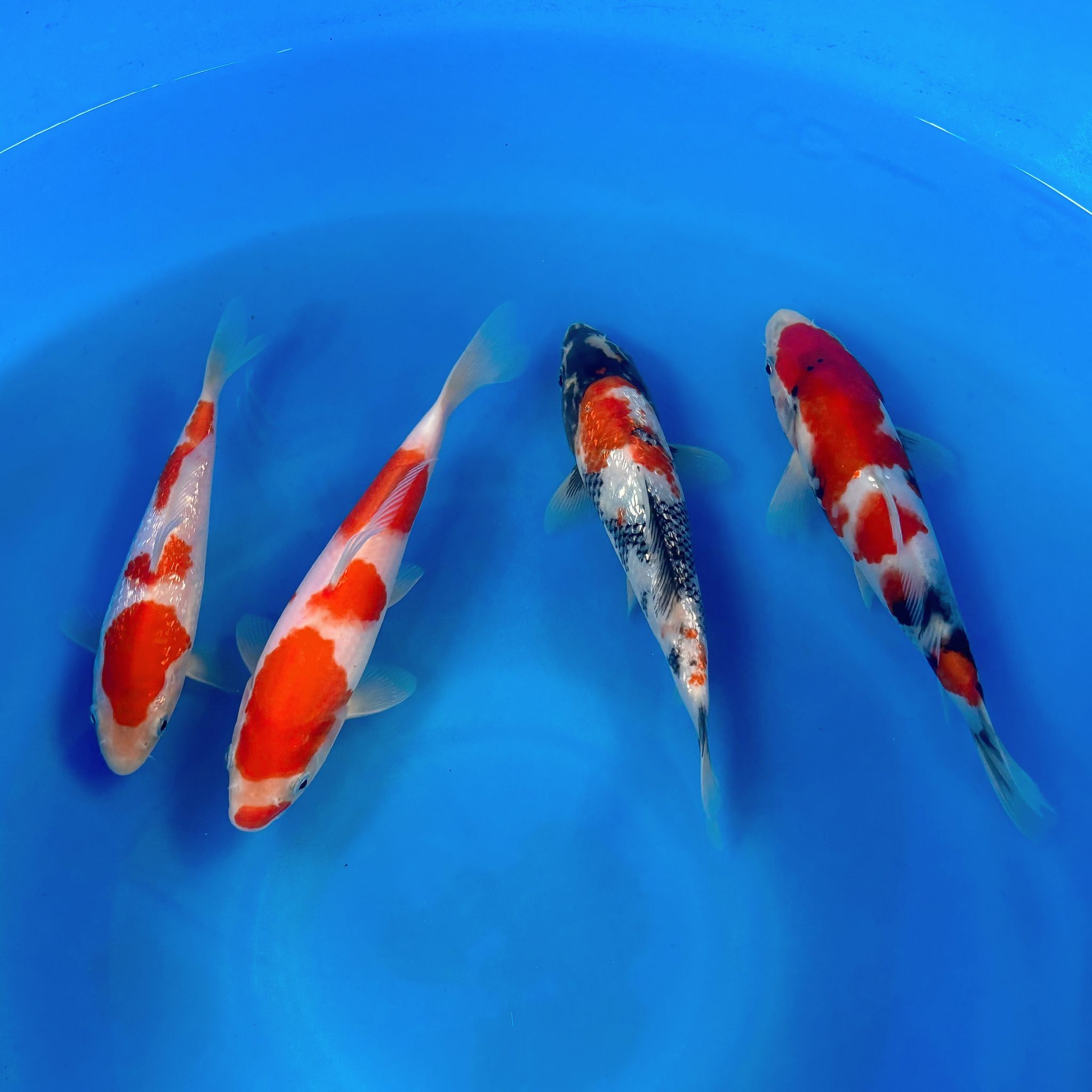 Songkran Festival No.12 - PL-KOI