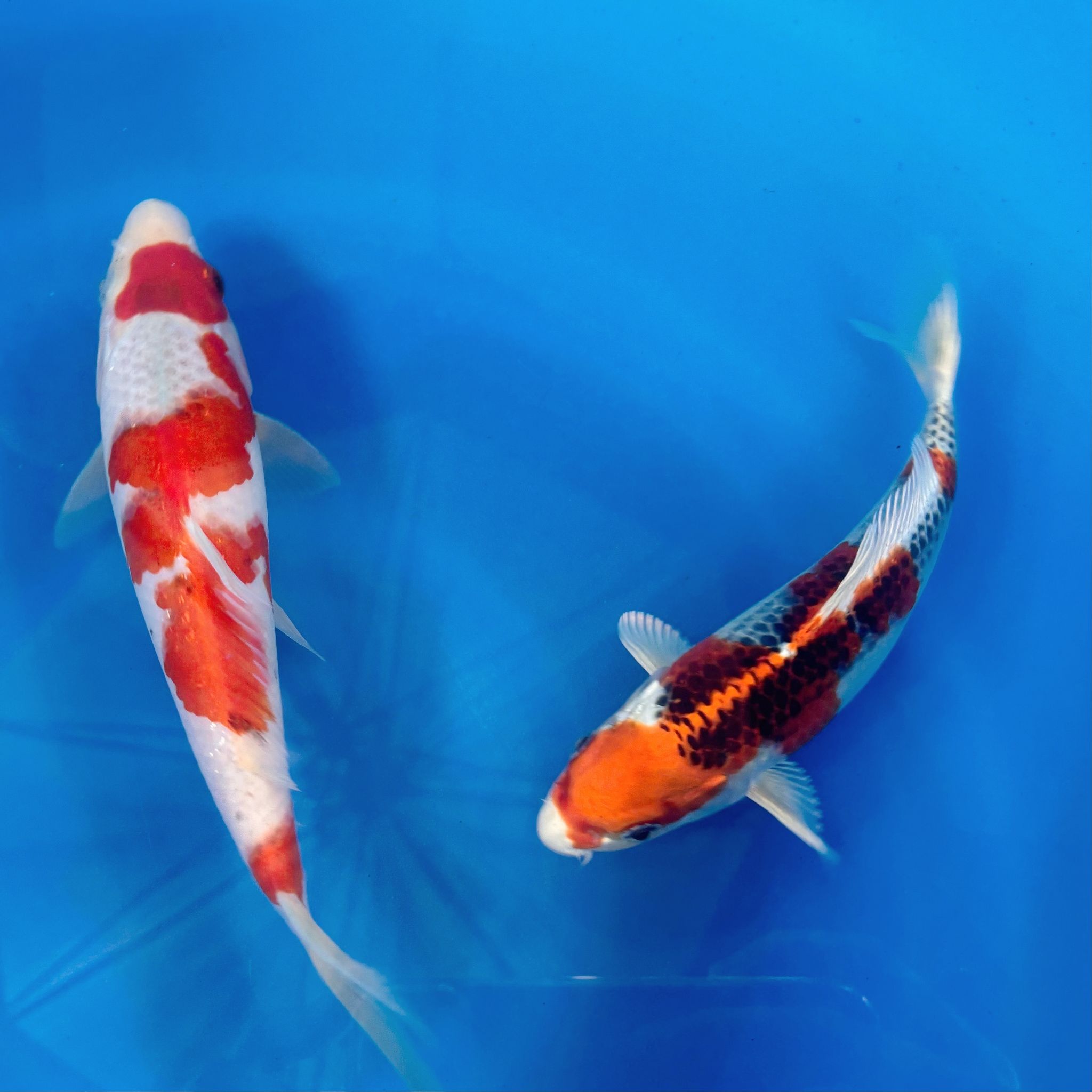 Songkran Festival No.15 - PL-KOI