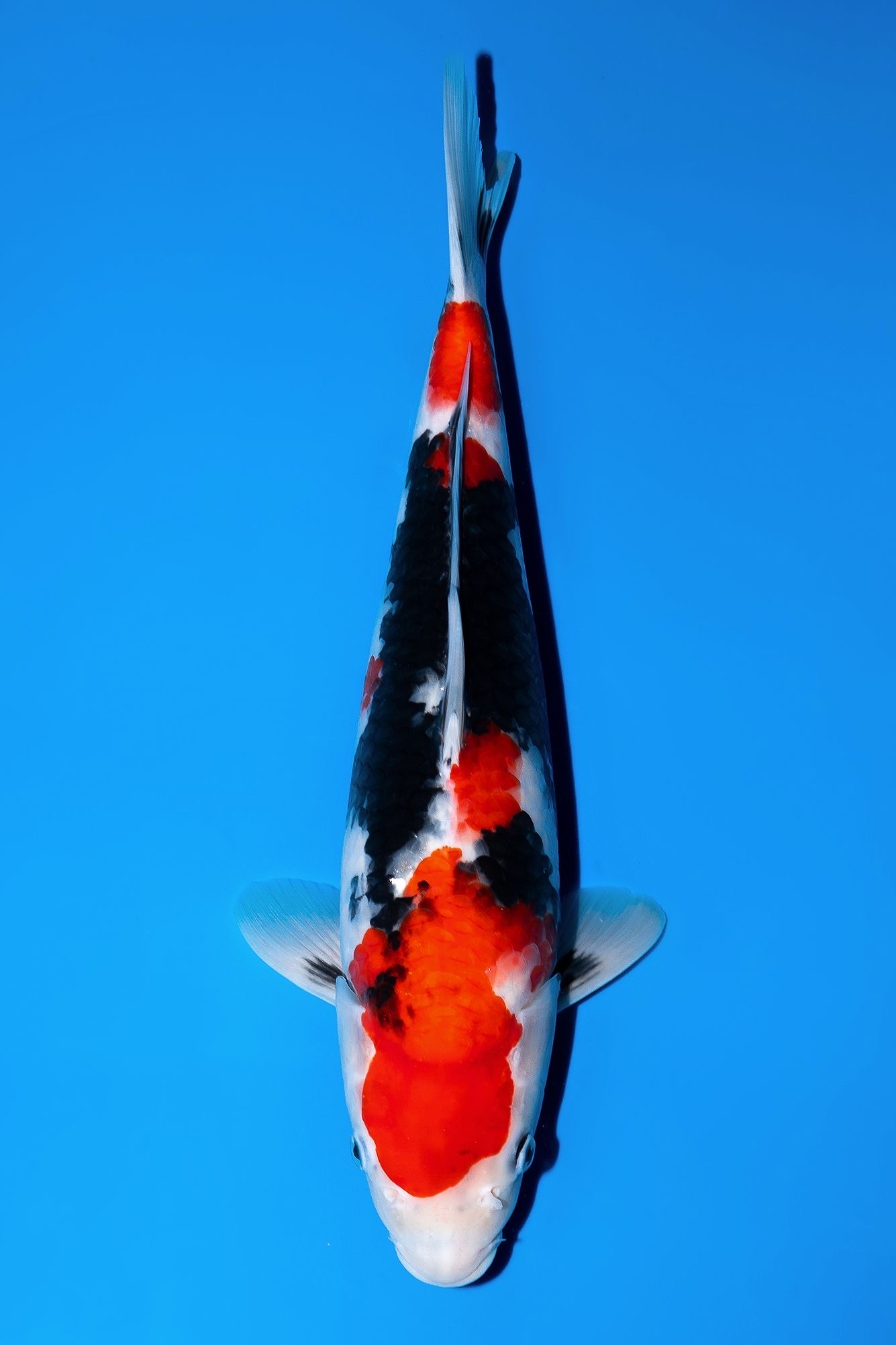 TEST 003 - PL-KOI