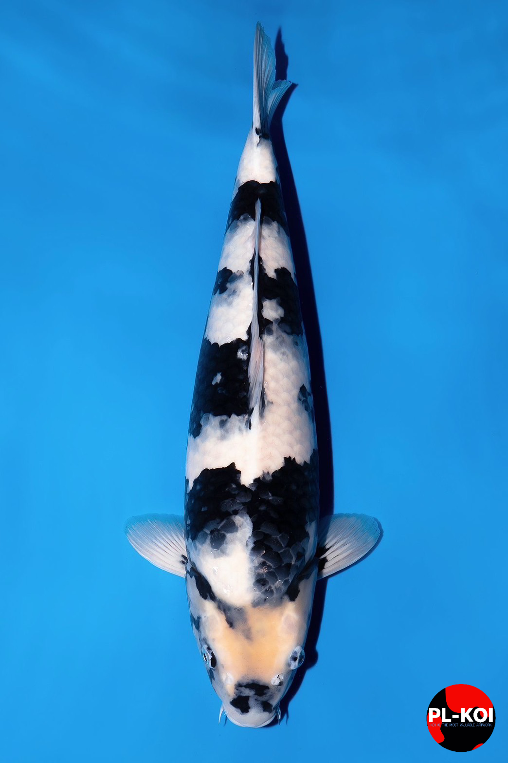 Tani Shiro Utsuri Nisai 50 Cm Female - PL-KOI